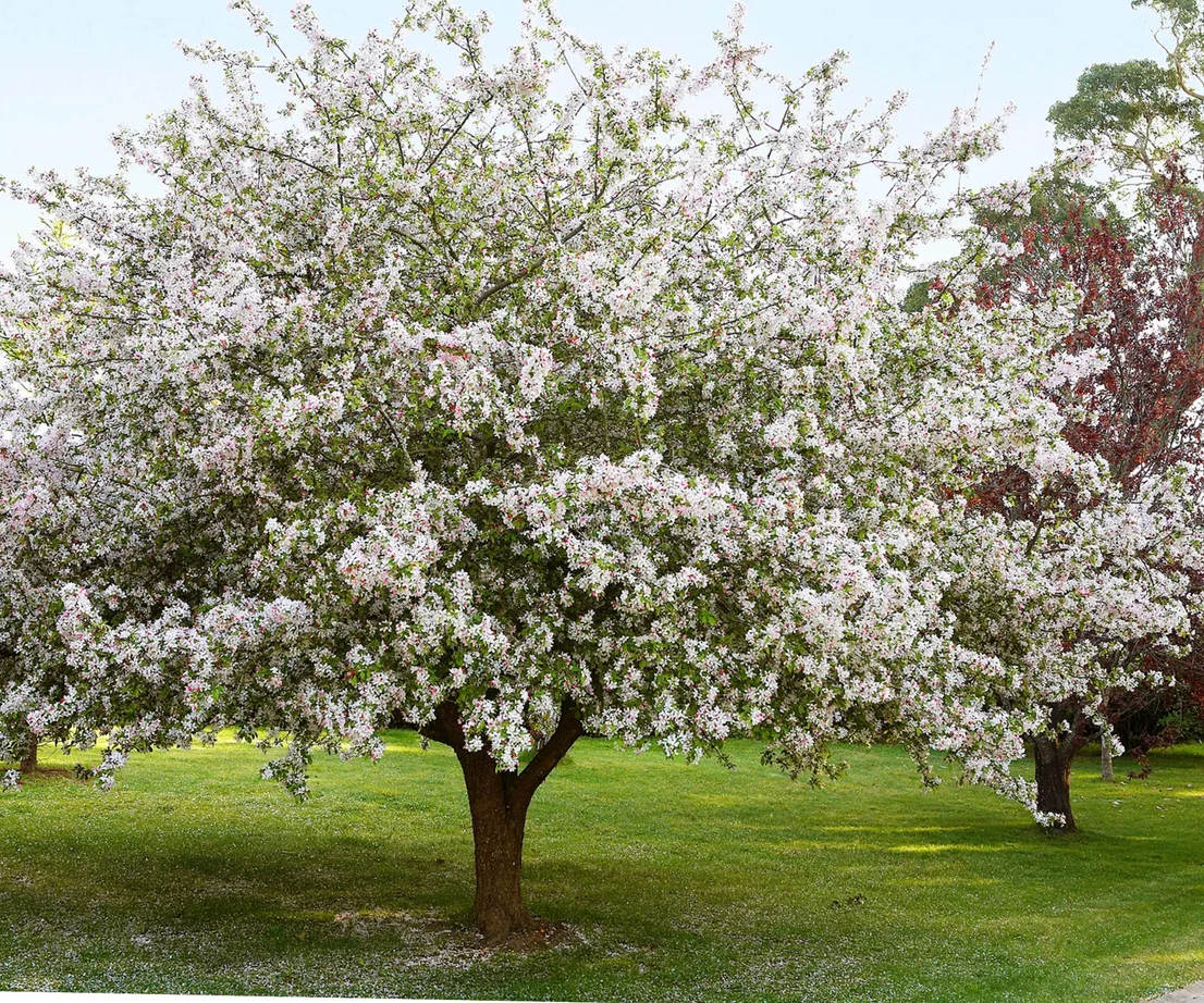 Beautiful Australian Spring Blooms: Trees Plant This Season | Homes To Love