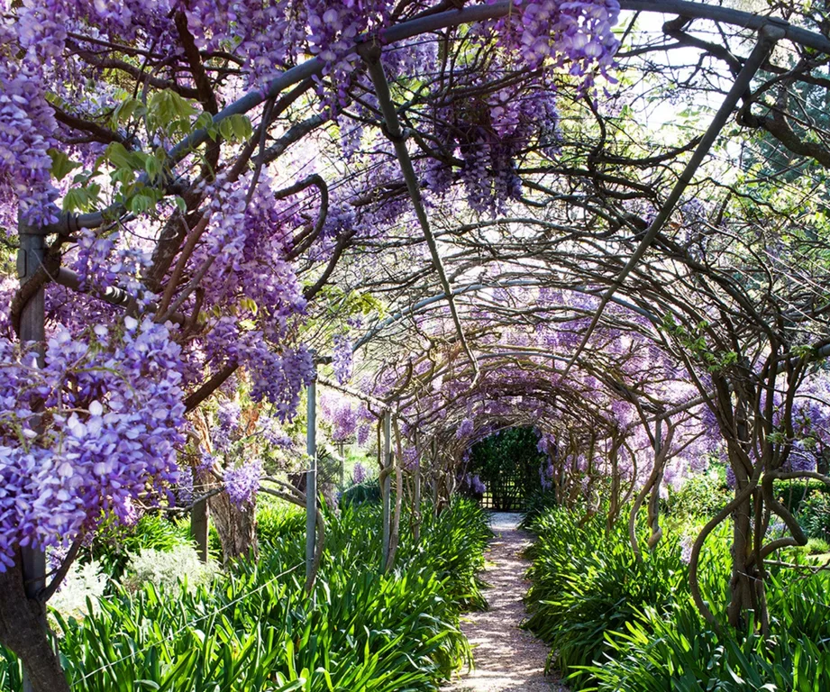 Wisteria Tree Guide: Types, Climate And When To Prune | Homes To Love