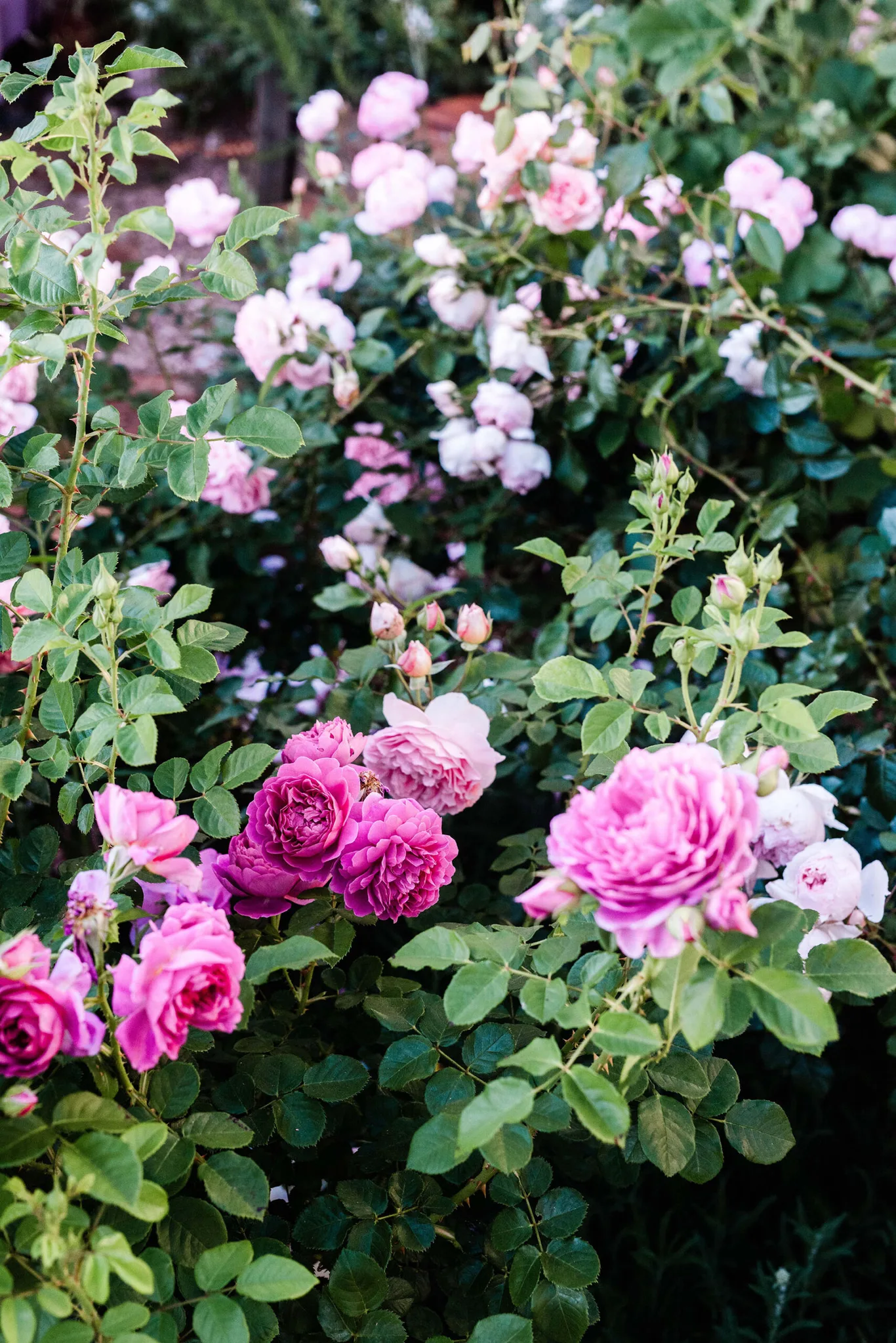 Norwood Roses, QLD: A quintessential cottage garden