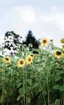 Sunflowers: How To Grow Them From Seed | Country Style