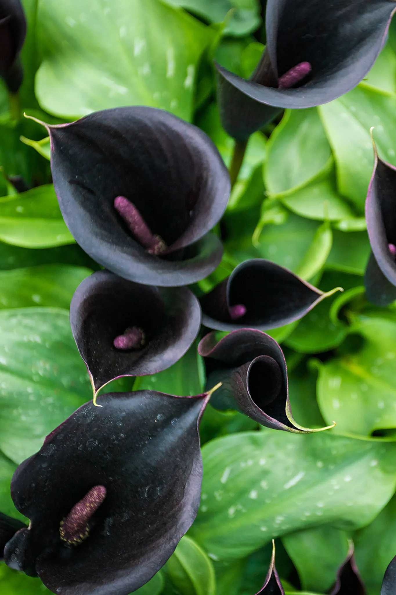 Black Flowers: Tulips, Roses, Lilies, and More | Homes To Love