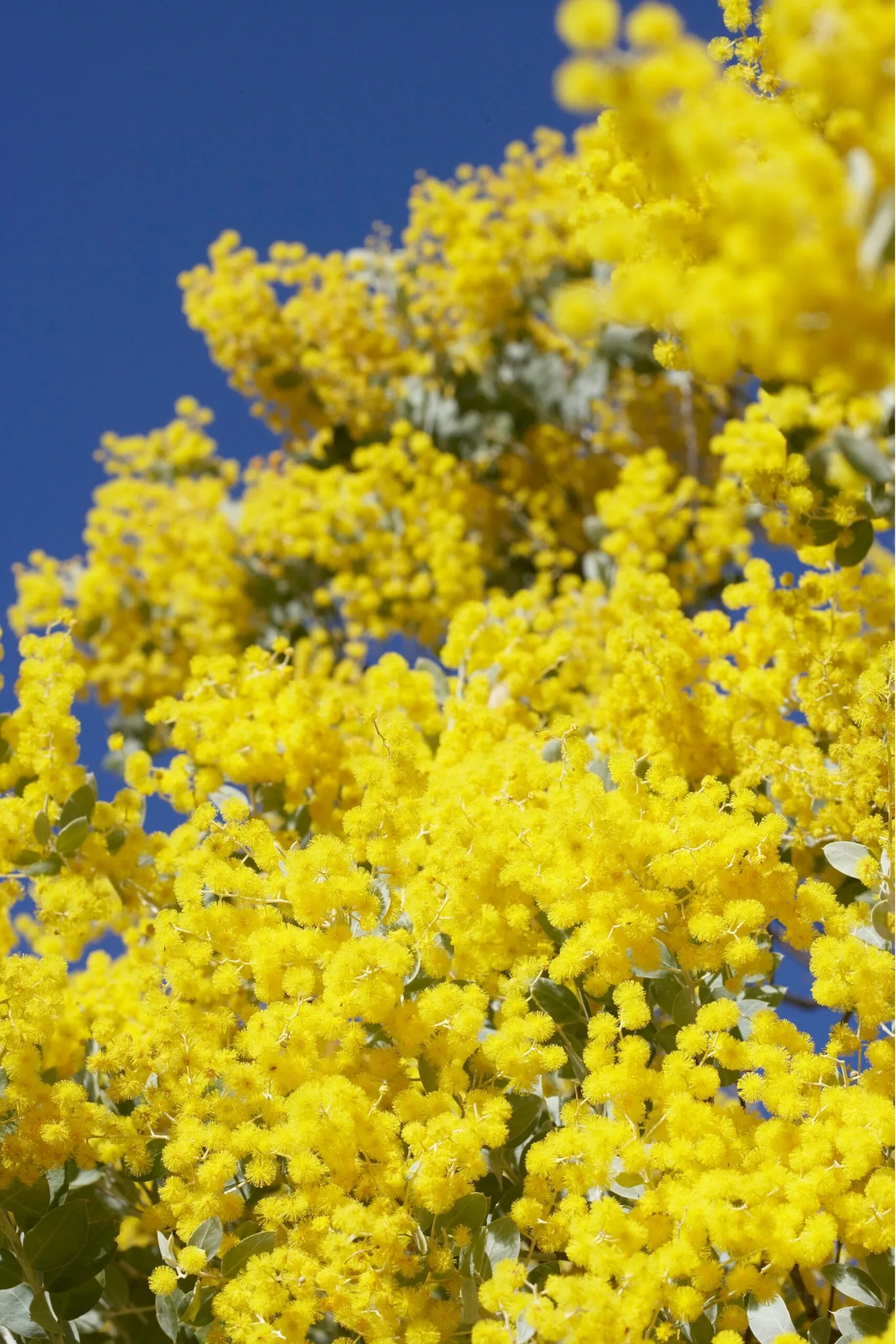 Spring Flowers: 14 Of The Best To Plant This Year