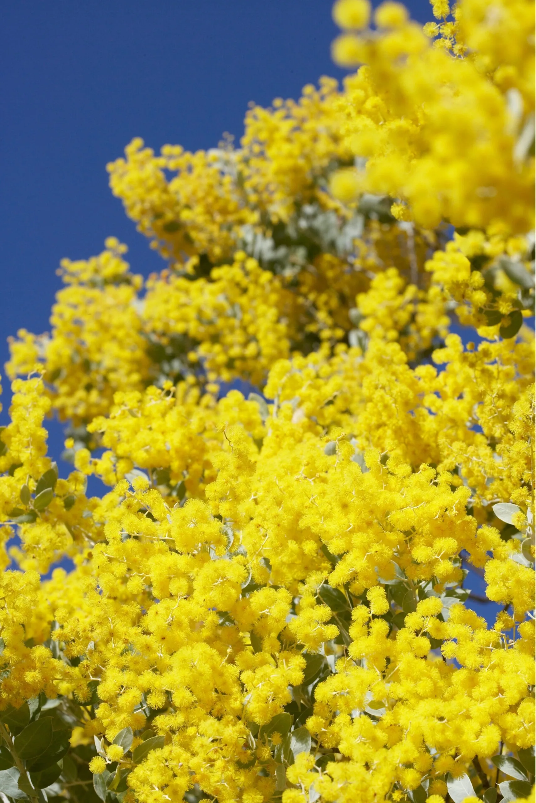 Spring Flowers: 14 Of The Best To Plant This Year