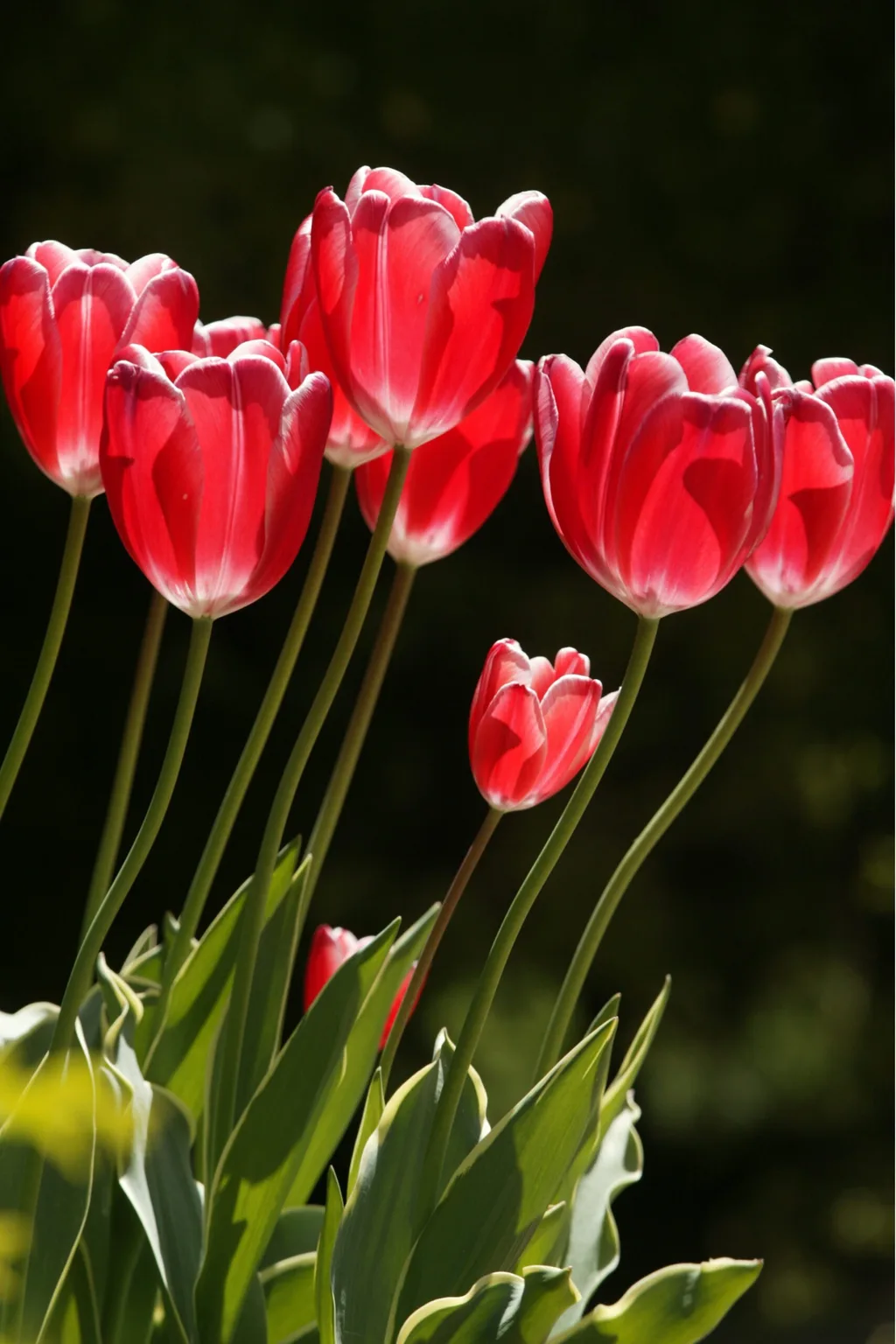 Spring Flowers: 14 Of The Best To Plant This Year