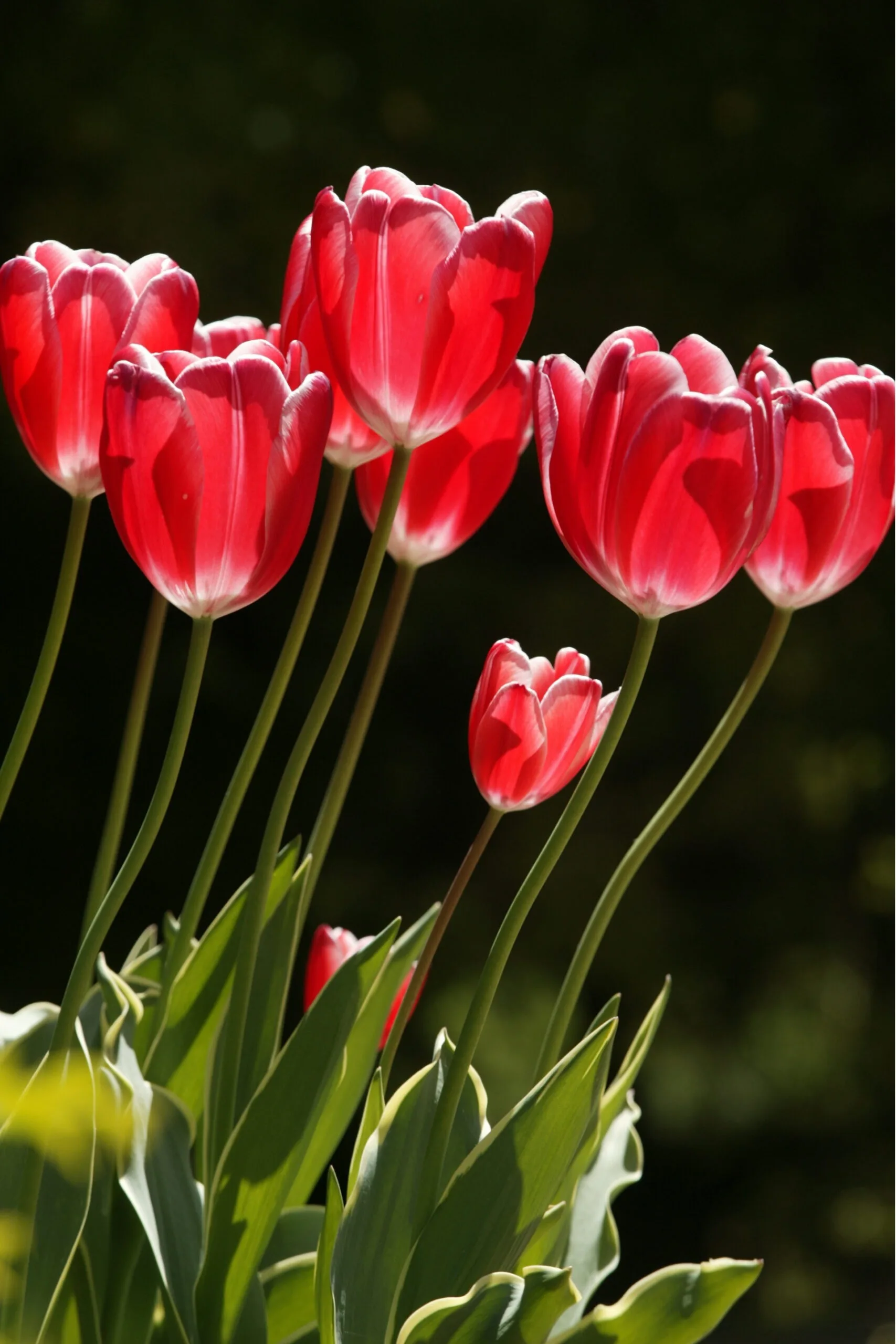 Spring Flowers: 14 Of The Best To Plant This Year