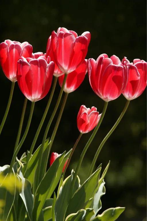 Spring Flowers: 14 Of The Best To Plant This Year