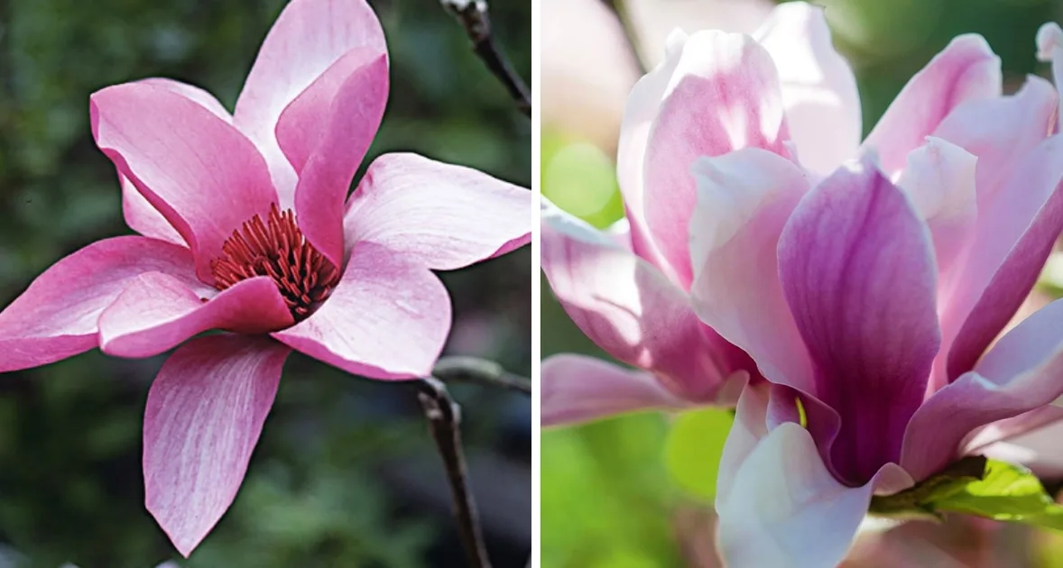 10 Magnolia Tree Varieties Perfect for Your Garden | Homes To Love