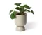 Bunnings debuts affordable range of designer plant pots