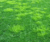 Winter grass killer: 3 ways to eliminate this stubborn weed | Homes To Love