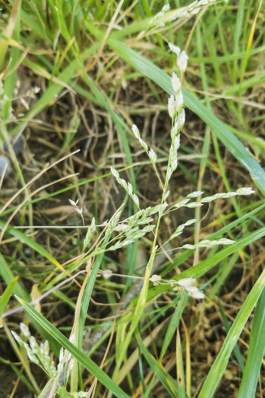 Winter grass killer: 3 ways to eliminate this stubborn weed | Homes To Love