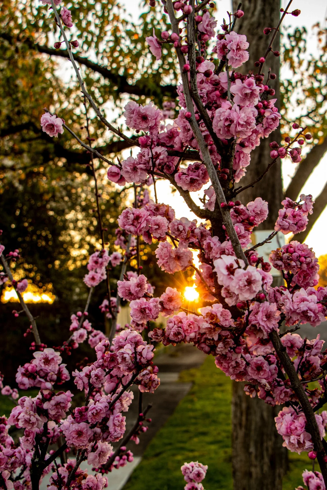 Plum blossom: How to care for this flowering tree