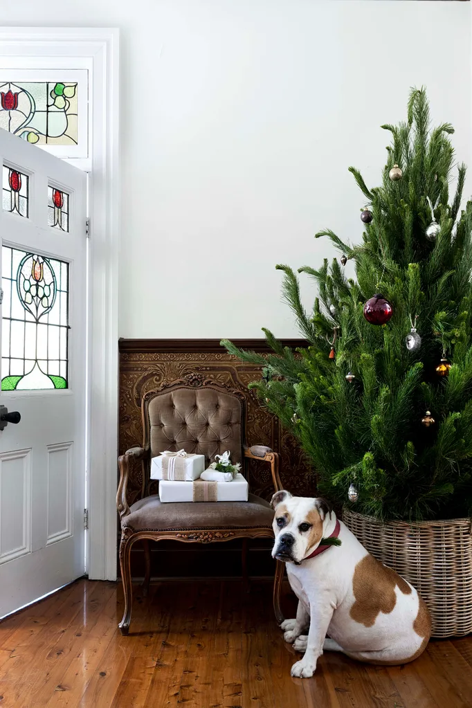 Christmas Tree Plant: Invest In Something That Lasts