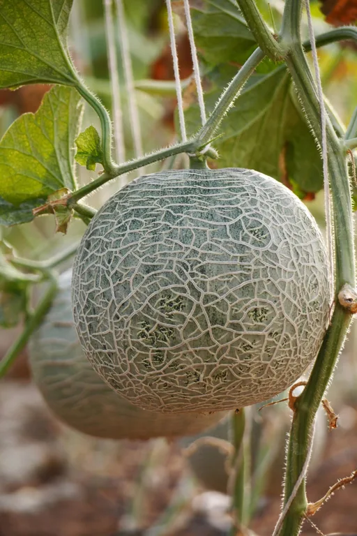 Growing Honeydew Melons: When They're in Season | Homes To Love