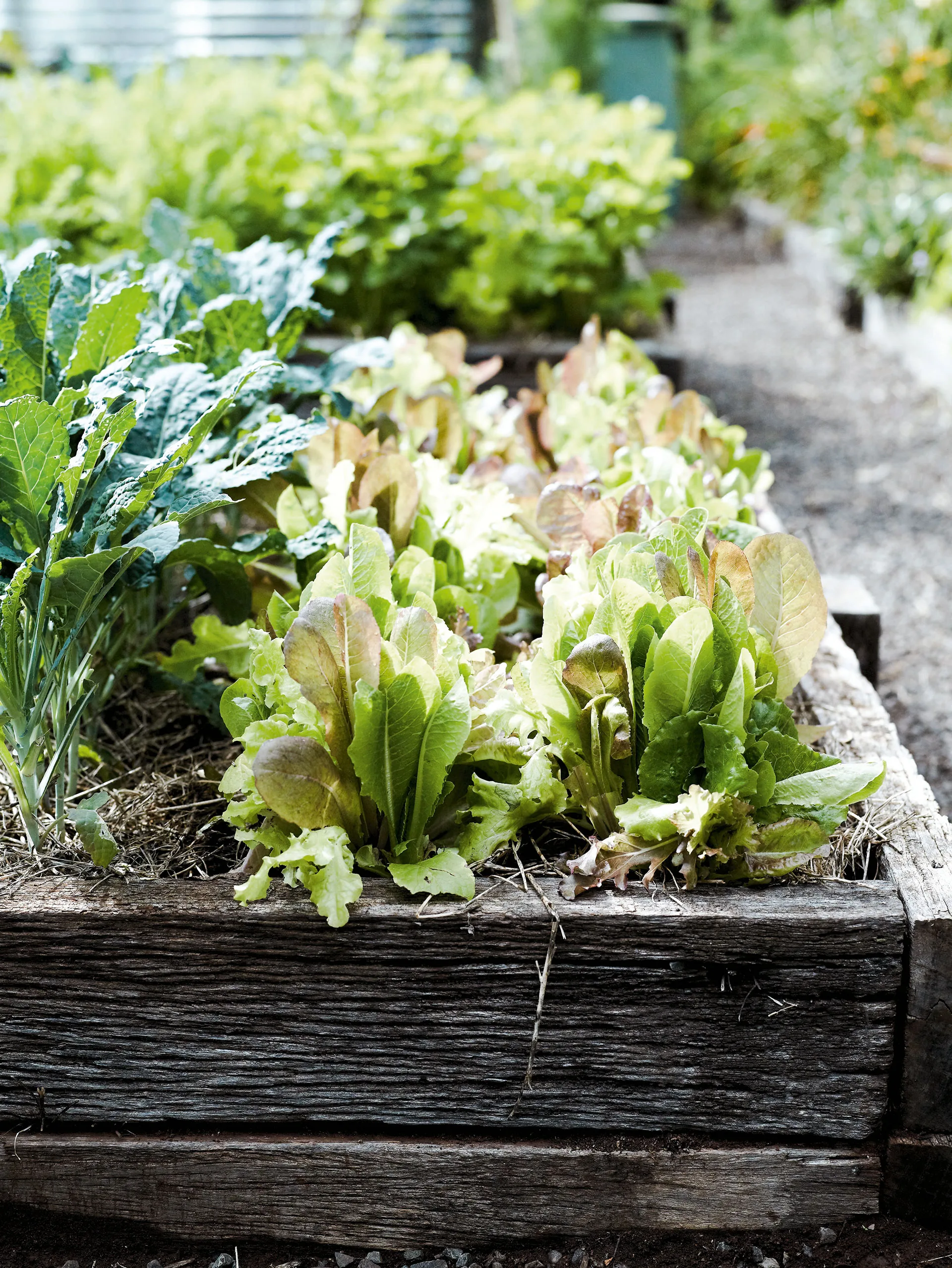 What Vegetables to Plant Now - And Next Season | Homes To Love