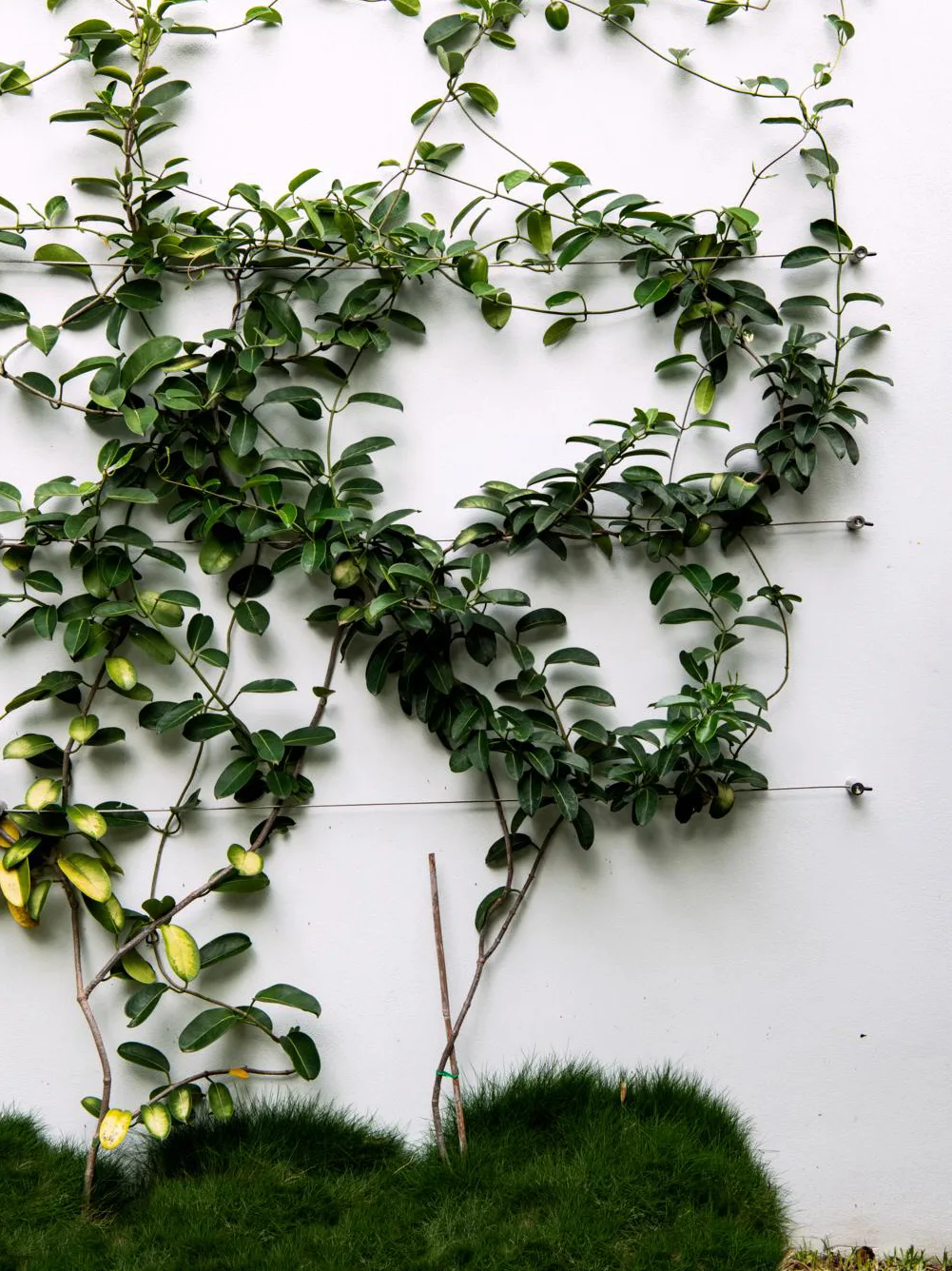 Side Gardens: 9 Inspiring Ideas To Elevate Your Home