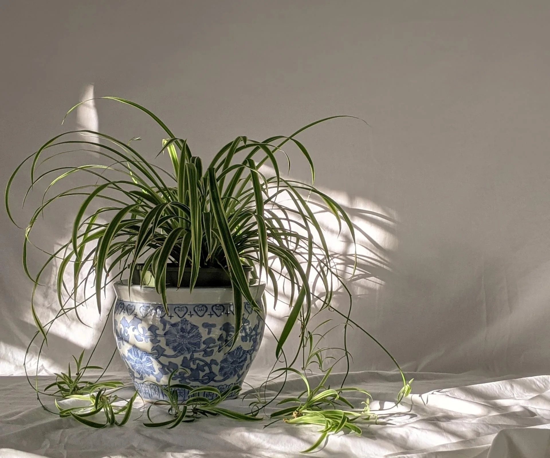 Spider plants: the ultimate care guide