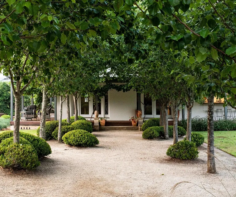 Ornamental Pear Trees: How To Grow And Care