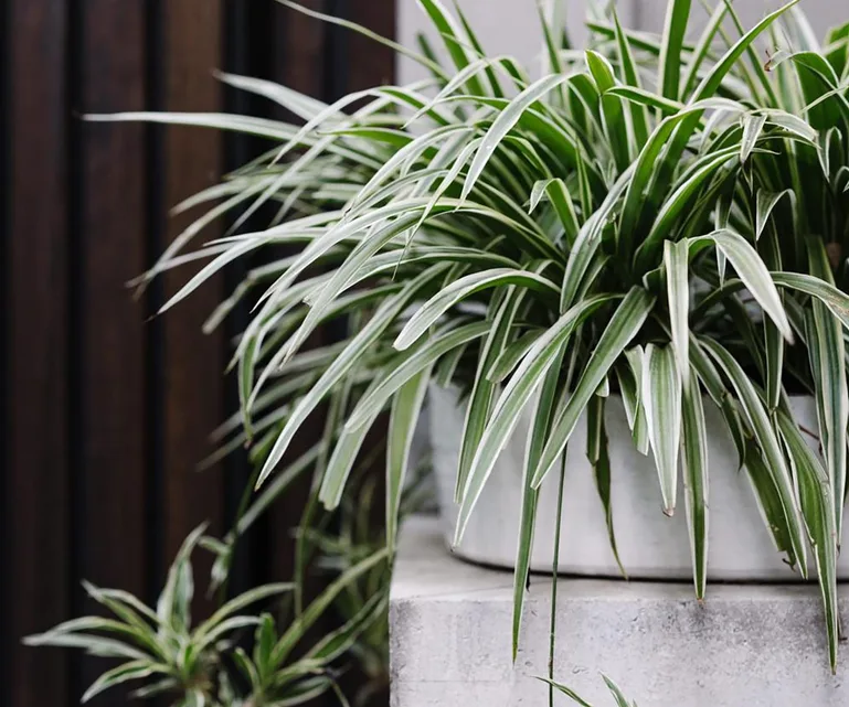 Spider plants: the ultimate care guide