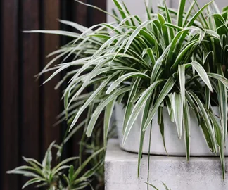 Spider plants: the ultimate care guide