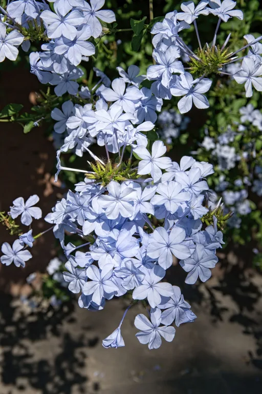 Plant Guide: Plumbago Varieties and Maintenance