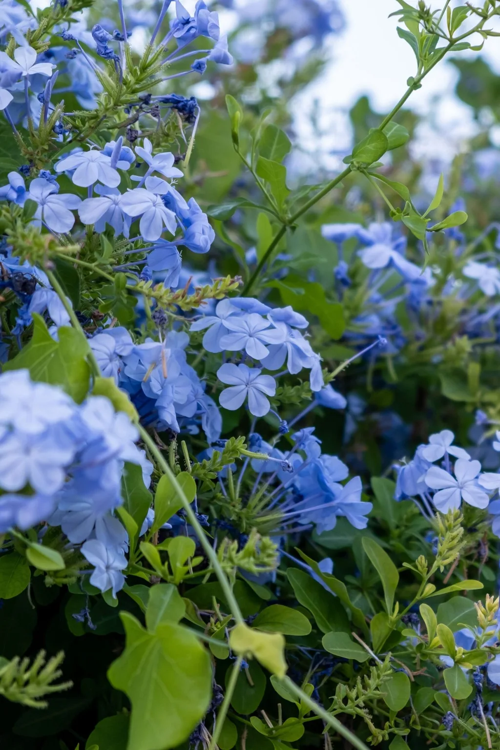 Plant Guide: Plumbago Varieties and Maintenance
