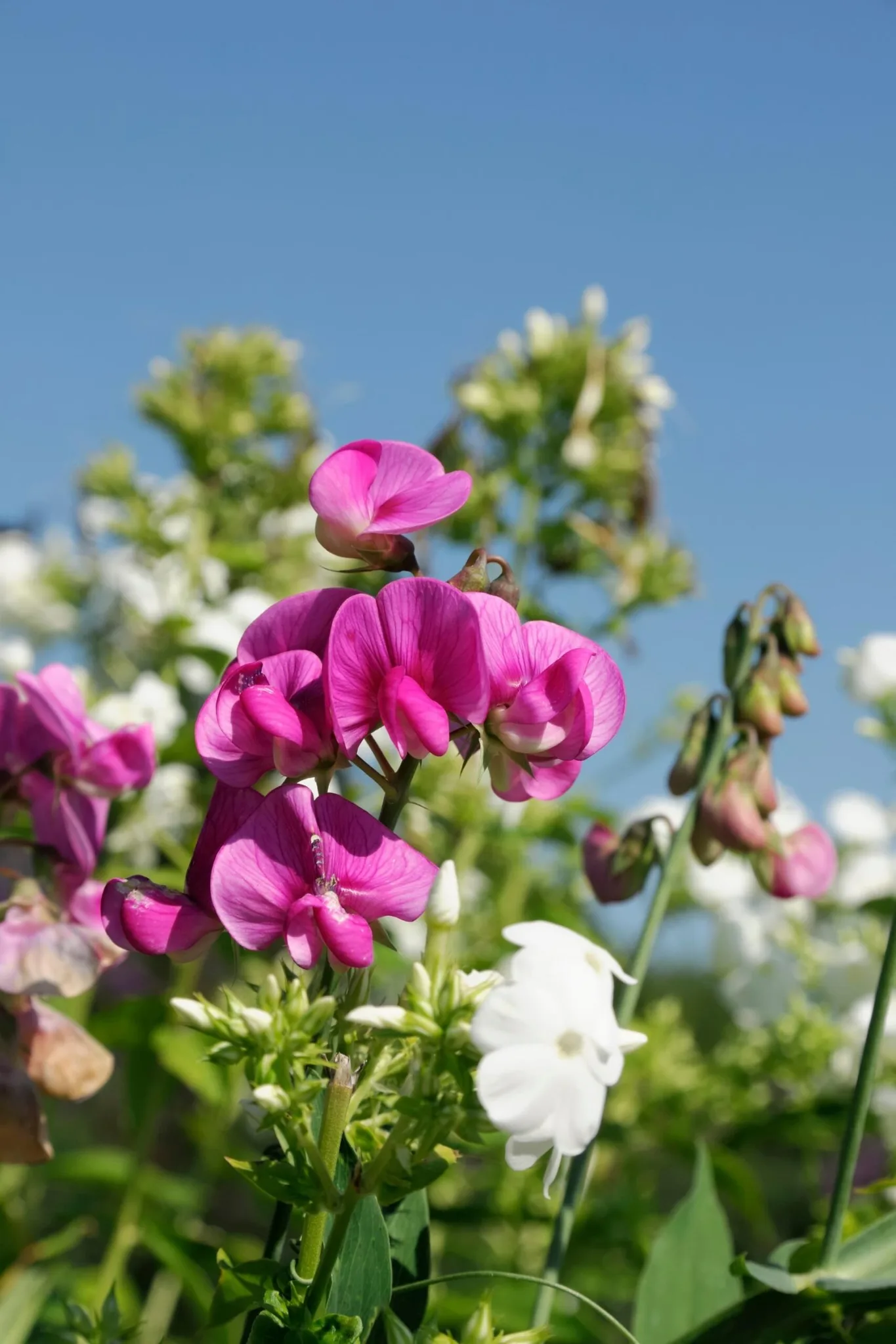 How To Grow And Care For Sweet Pea Flowers From Seed