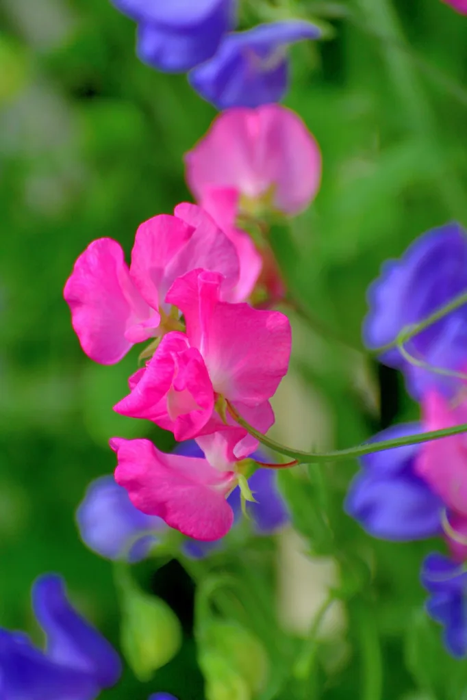 How To Grow And Care For Sweet Pea Flowers From Seed
