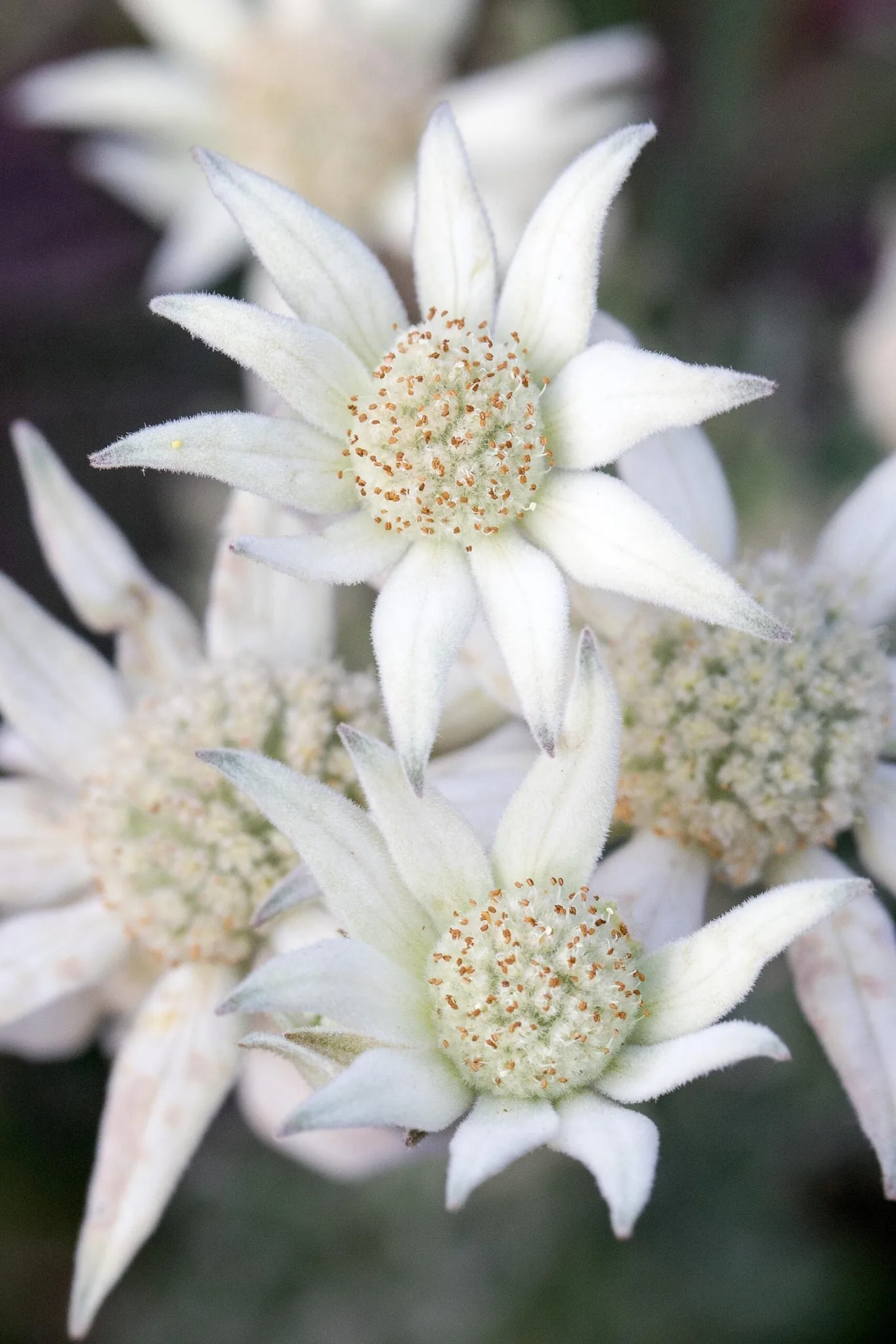 Flannel flowers: how to grow and care for this native plant | Homes To Love