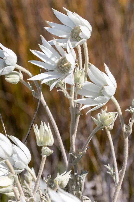 Flannel flowers: how to grow and care for this native plant | Homes To Love