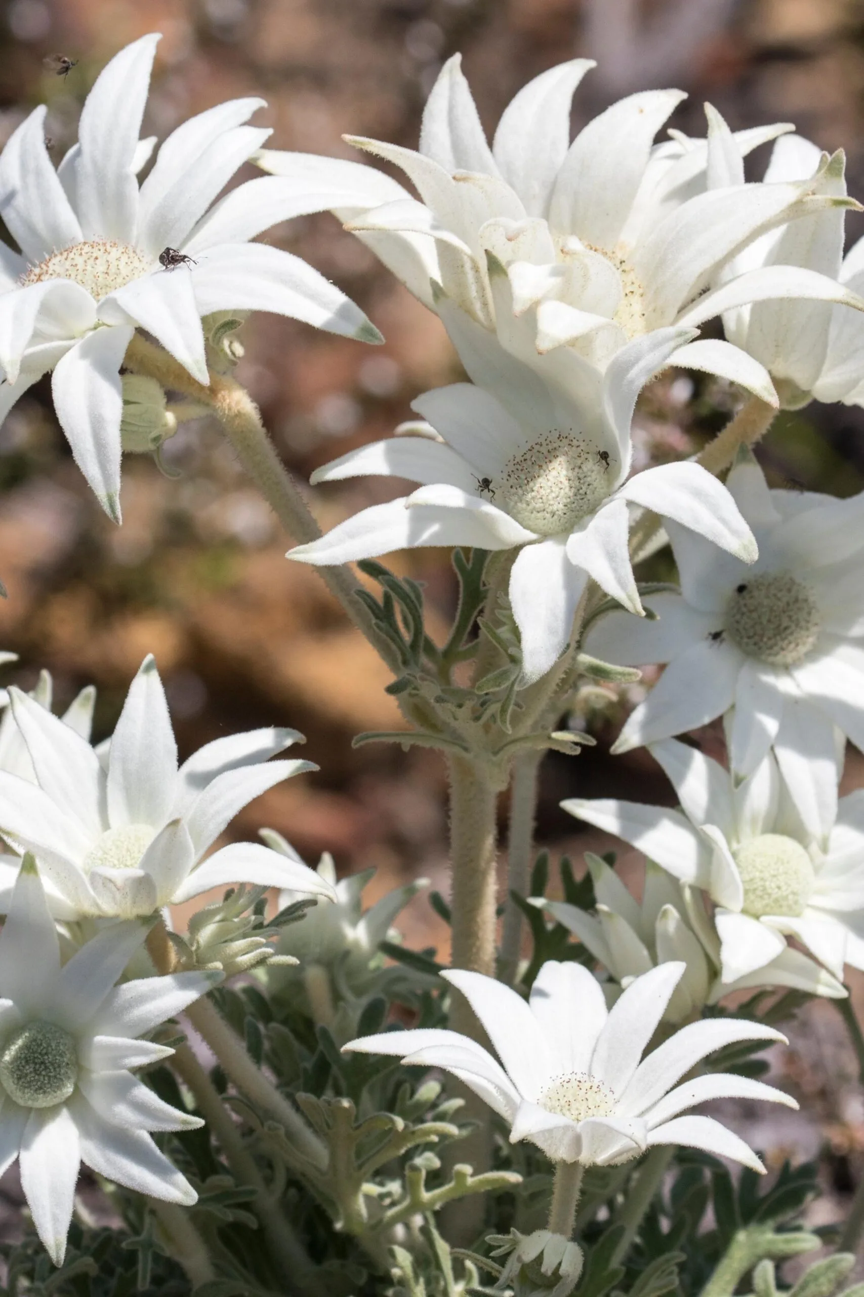 Flannel flowers: how to grow and care for this native plant | Homes To Love