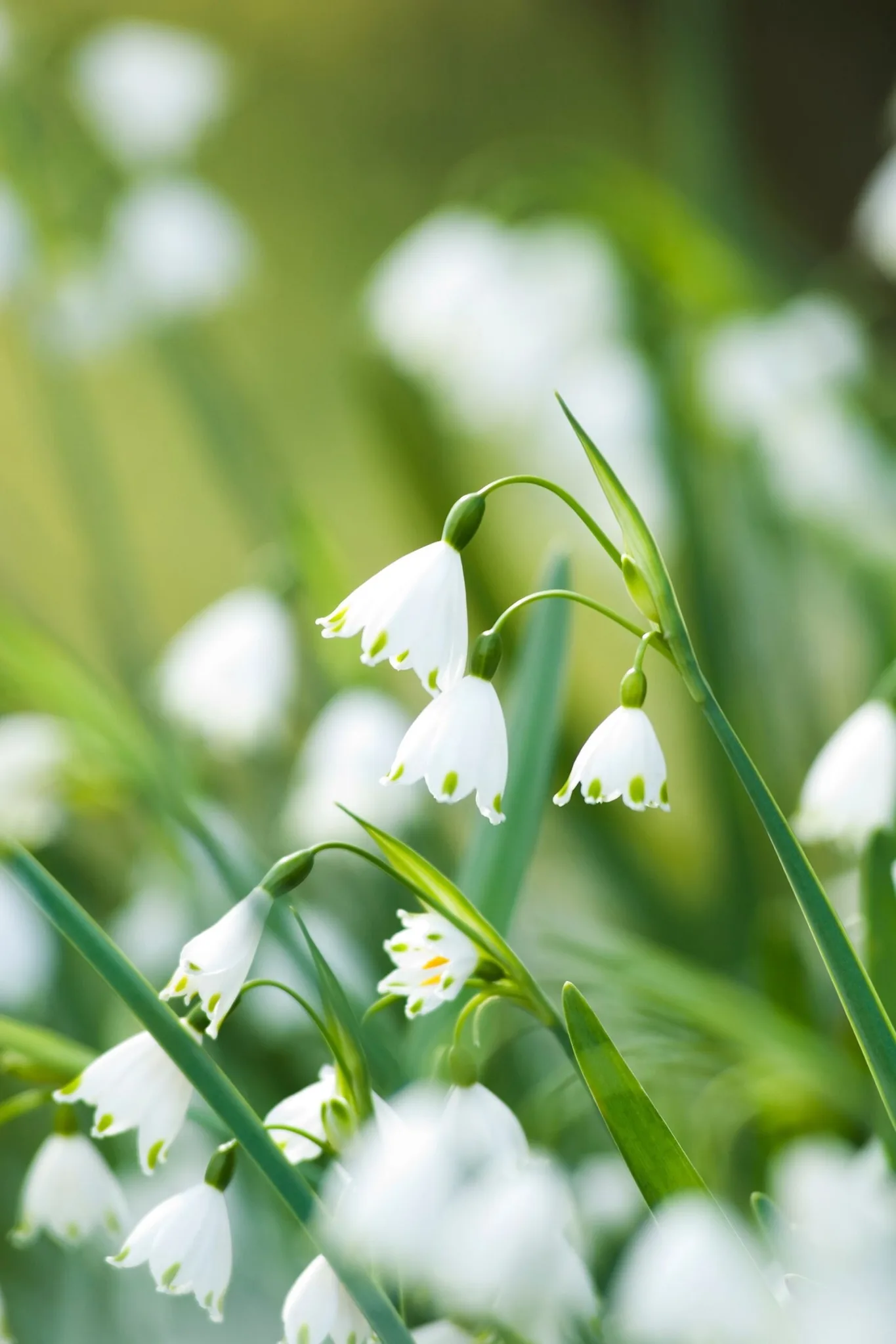 Plant guide: Snowdrops and Snowflakes