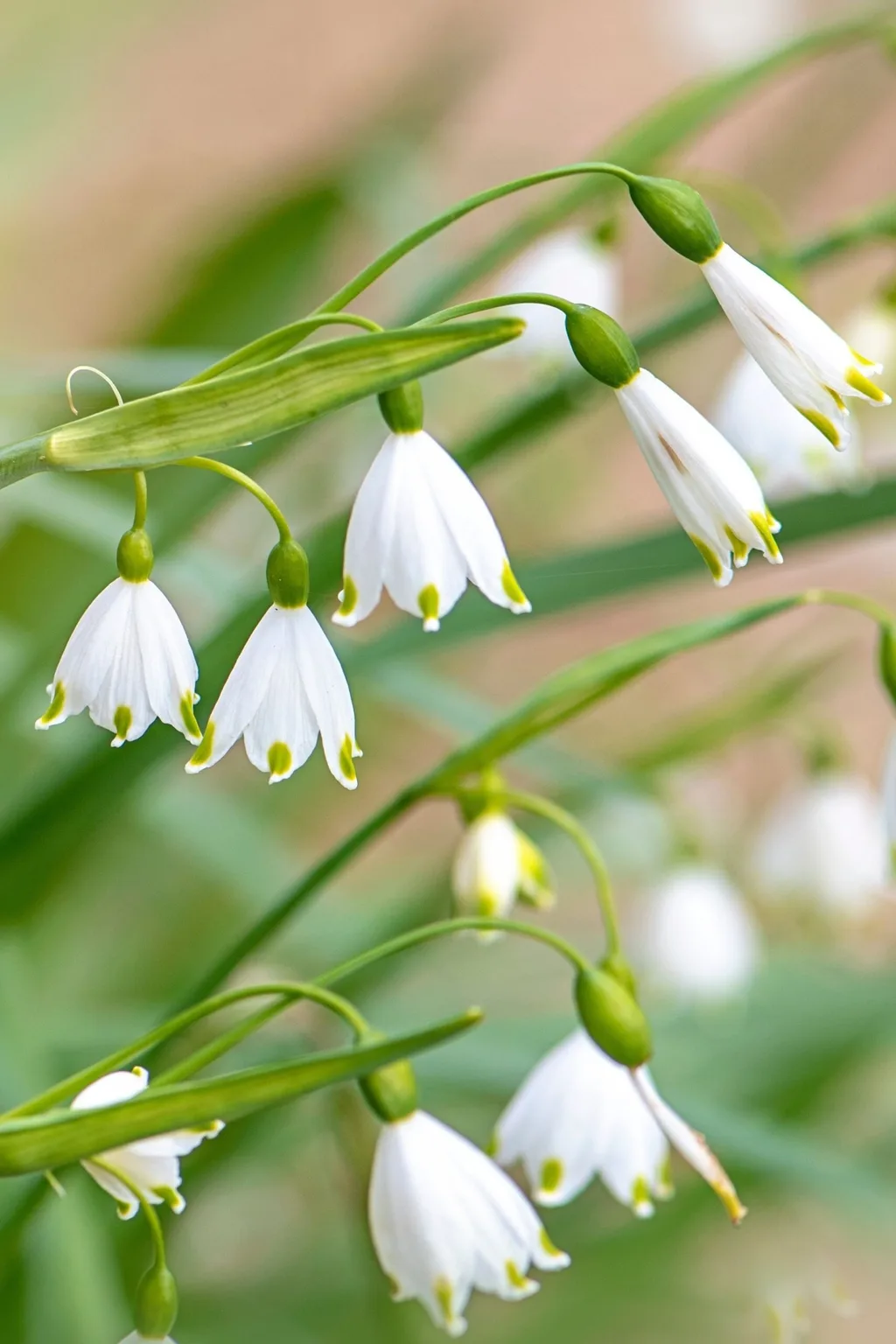 Plant guide: Snowdrops and Snowflakes