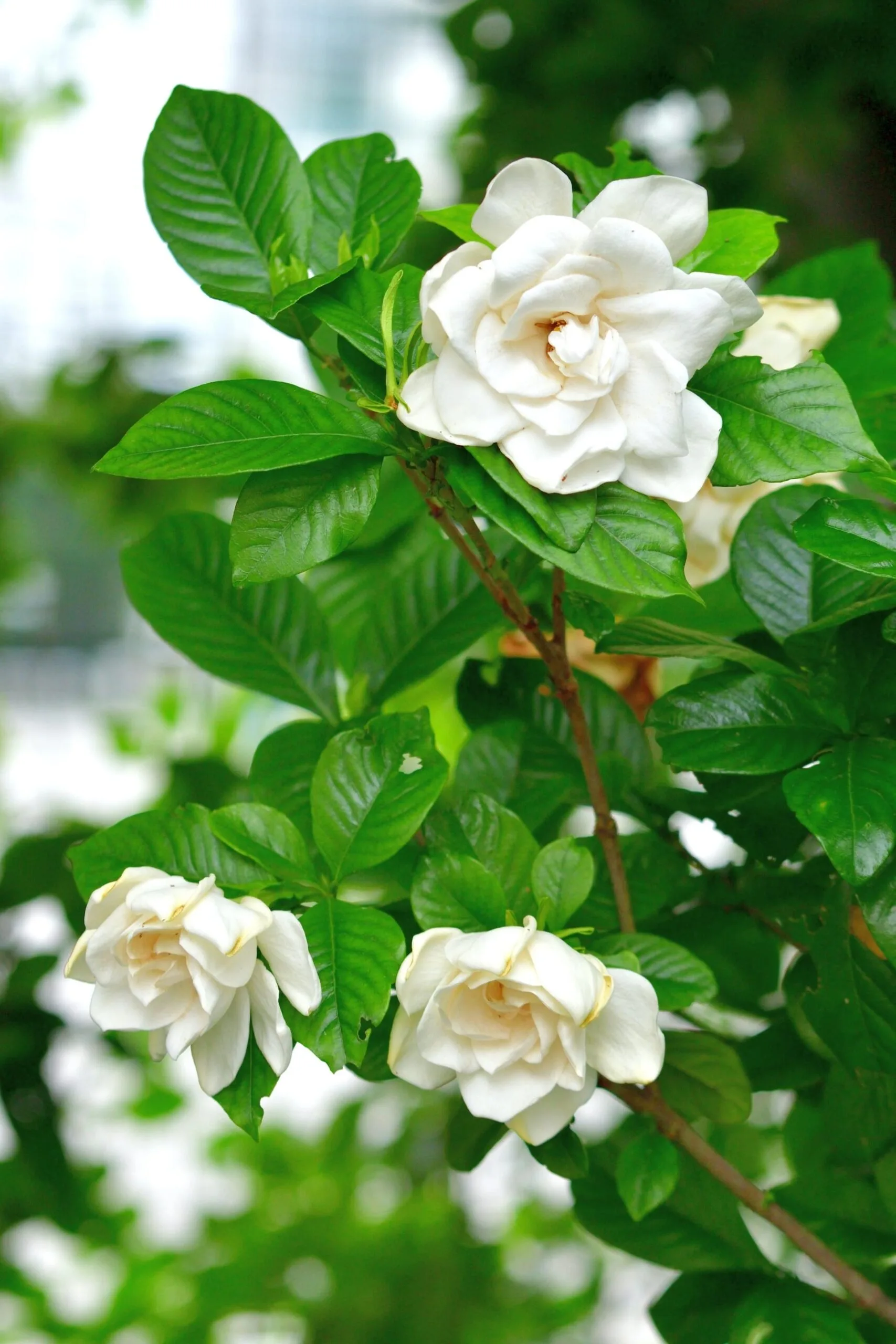 Fragrant flowers and plants for a scented garden