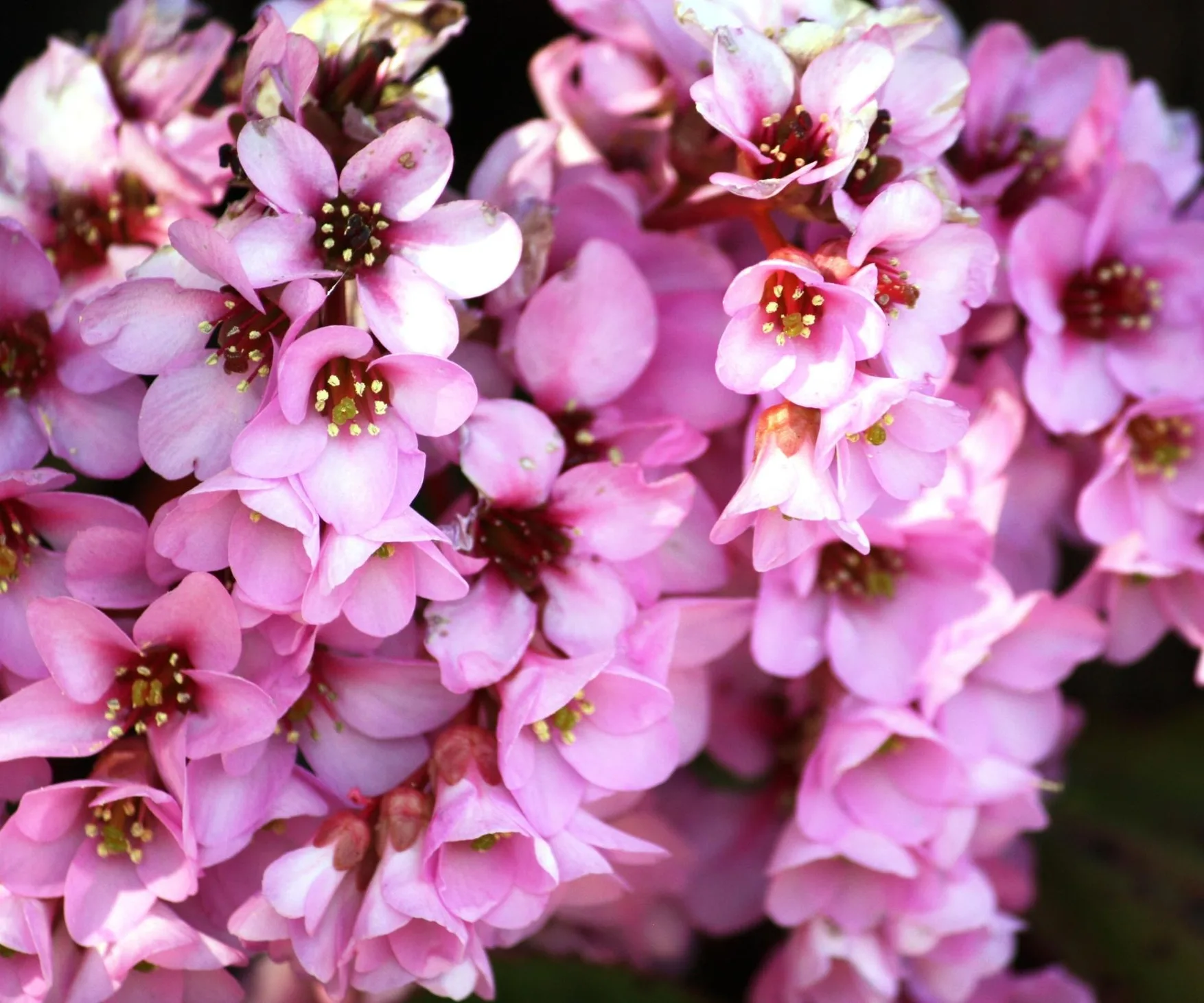 Winter Garden: What To Do In Your Garden While It's Cold