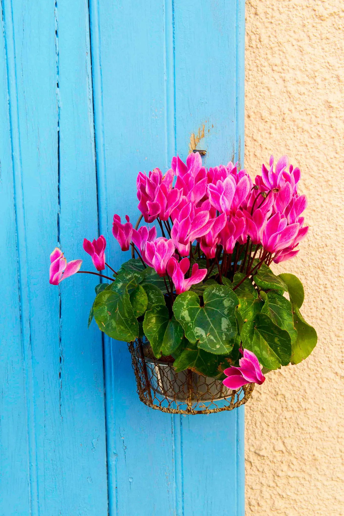 Cyclamen care guide: Handy tips and what yellow leaves mean