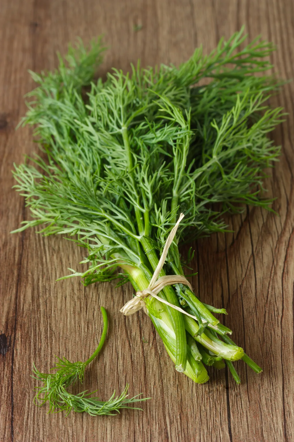 10 Easy-to-Grow Herb Plants: Perfect for Beginners
