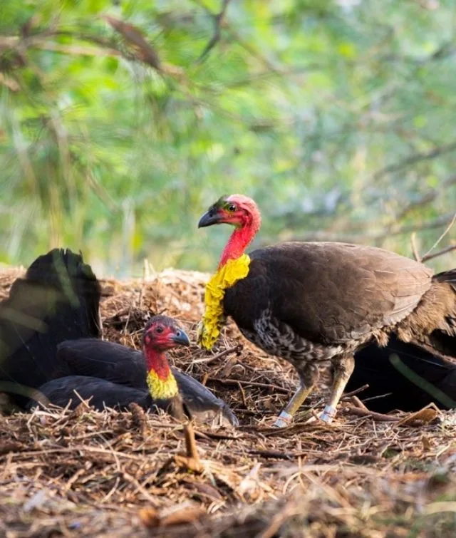 Are brush turkeys bad for my garden?