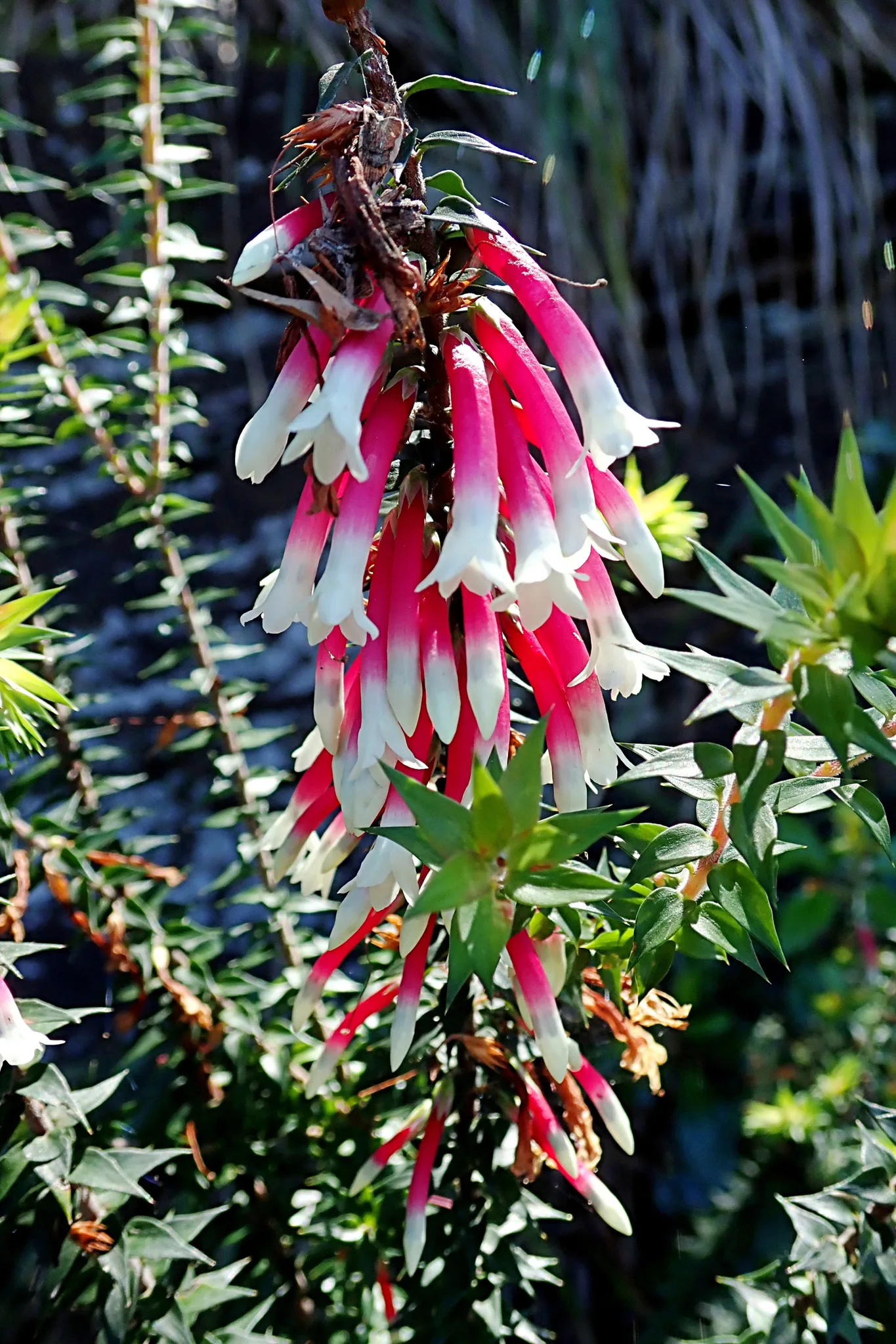 Correa plant: how to grow and care for this native