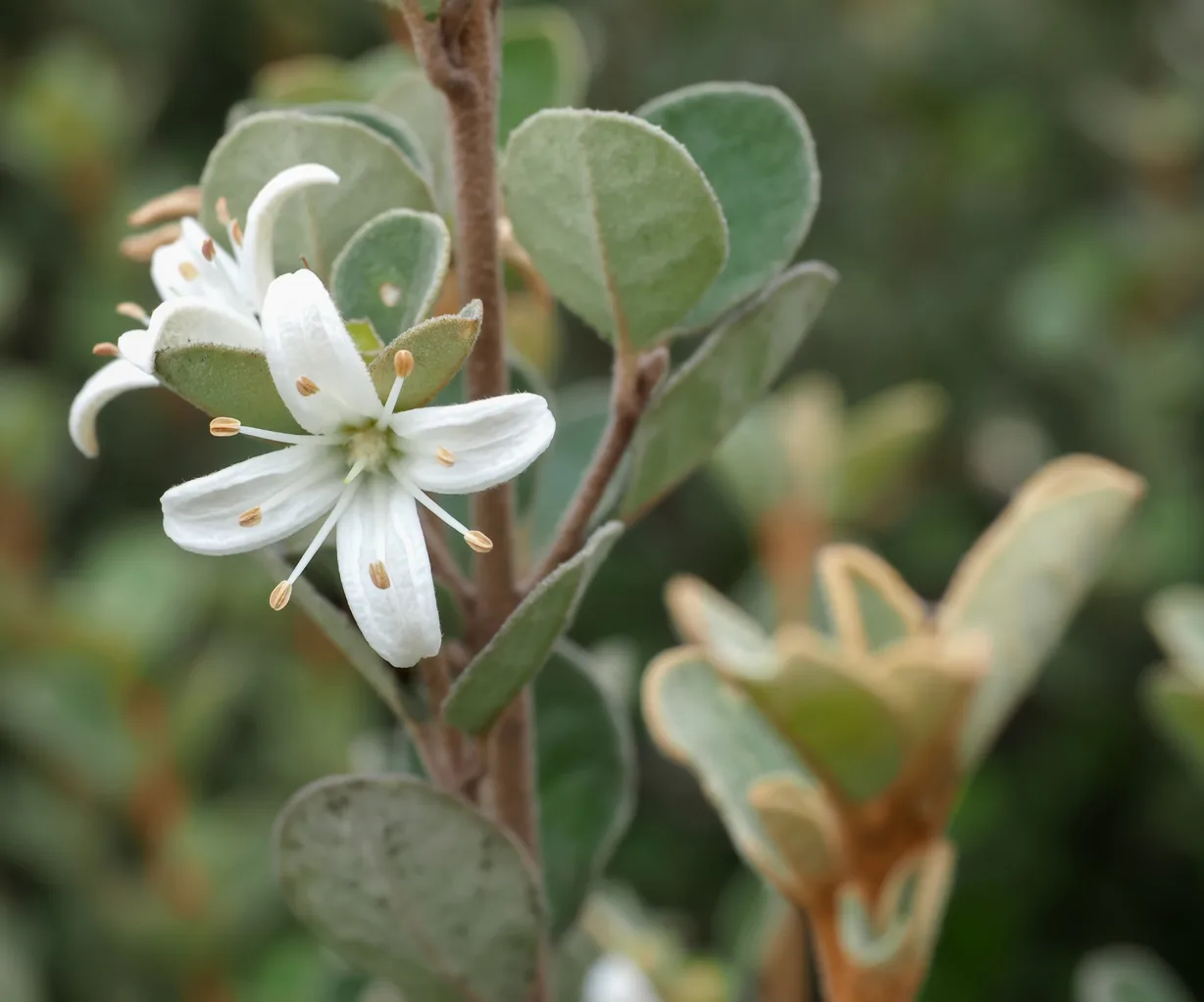 Correa plant: how to grow and care for this native