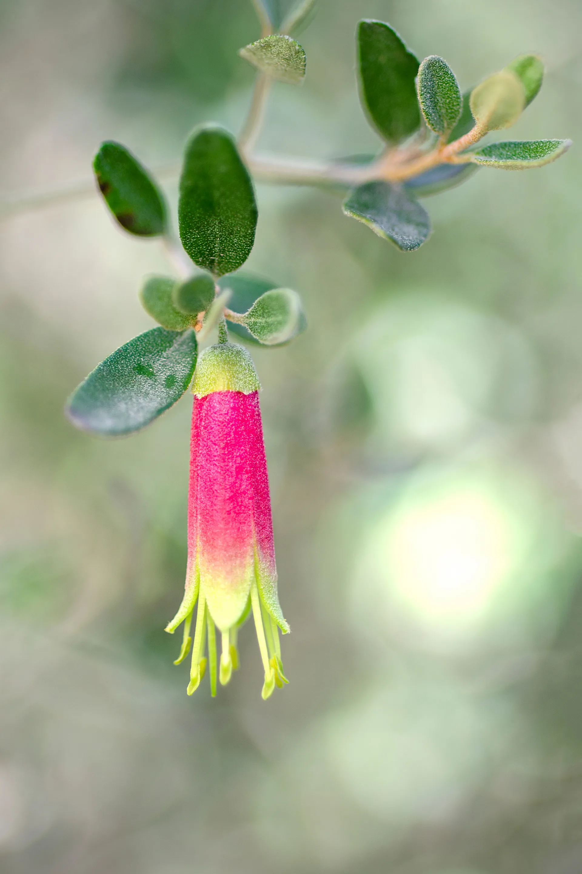 Correa plant: how to grow and care for this native