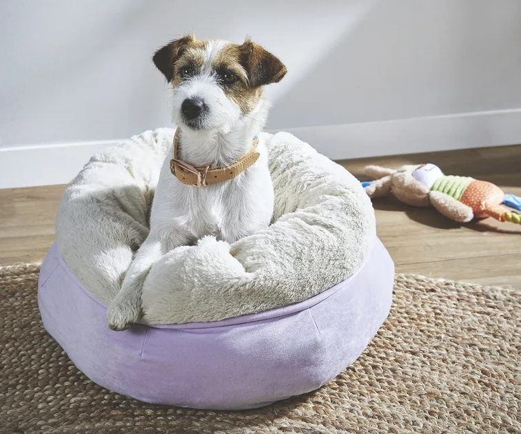 Aldi’s pet range is affordable and adorable