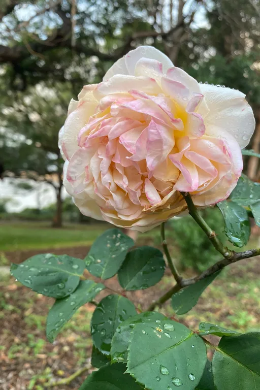 Best Roses To Grow In Australia