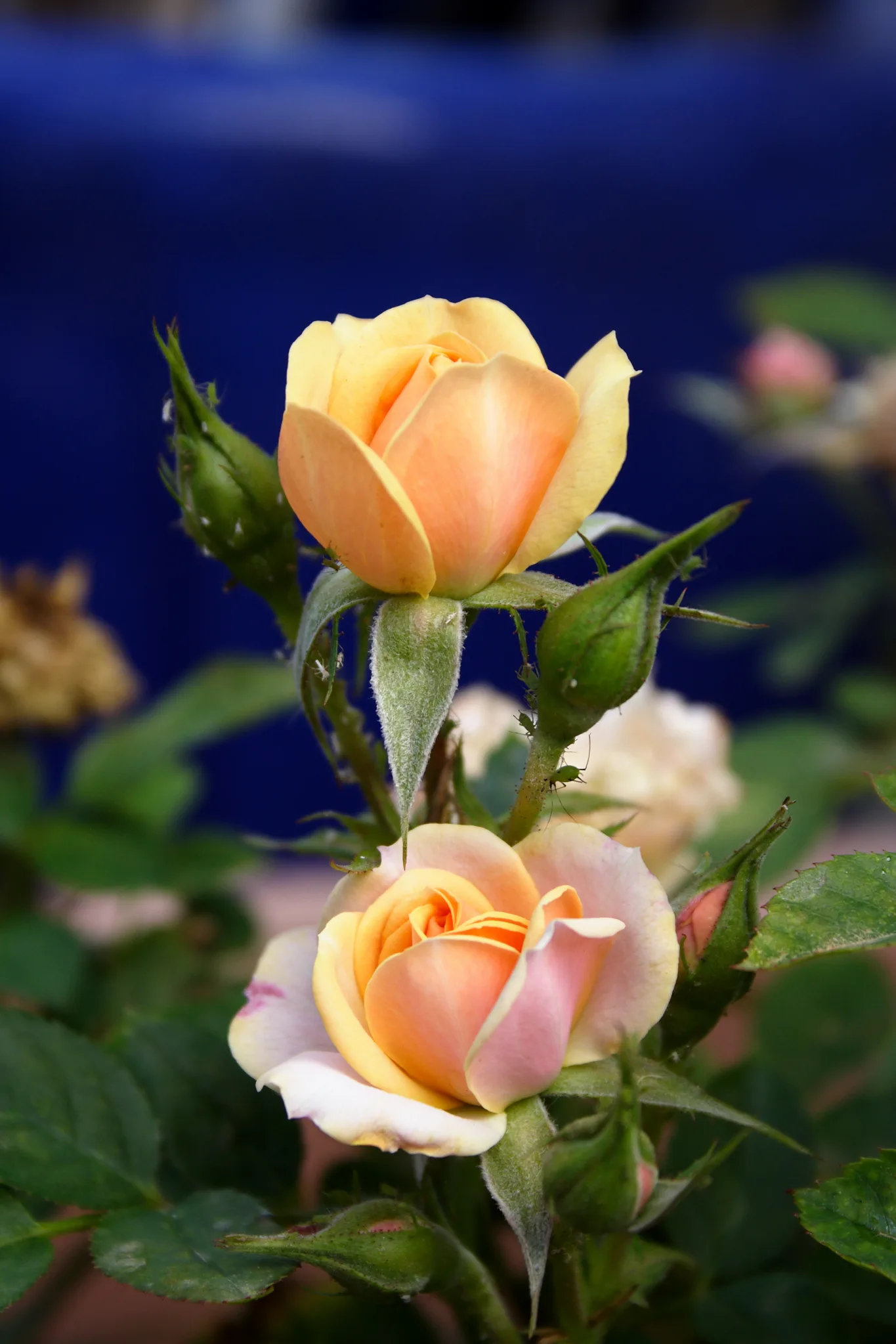Best Roses To Grow In Australia