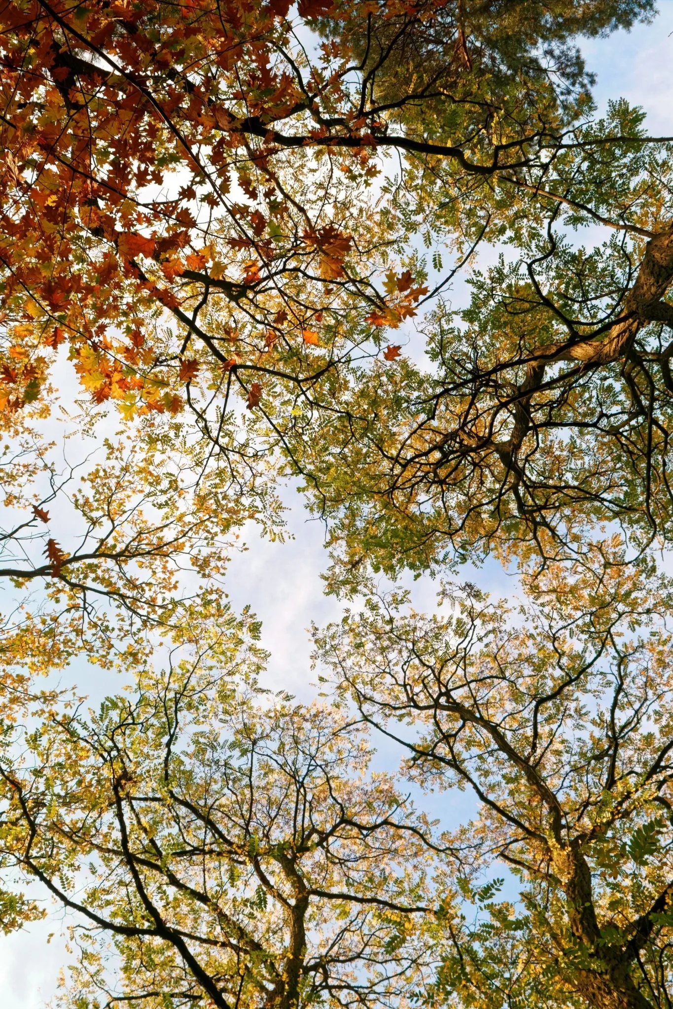 English Oak: how to grow this hardwood tree at home