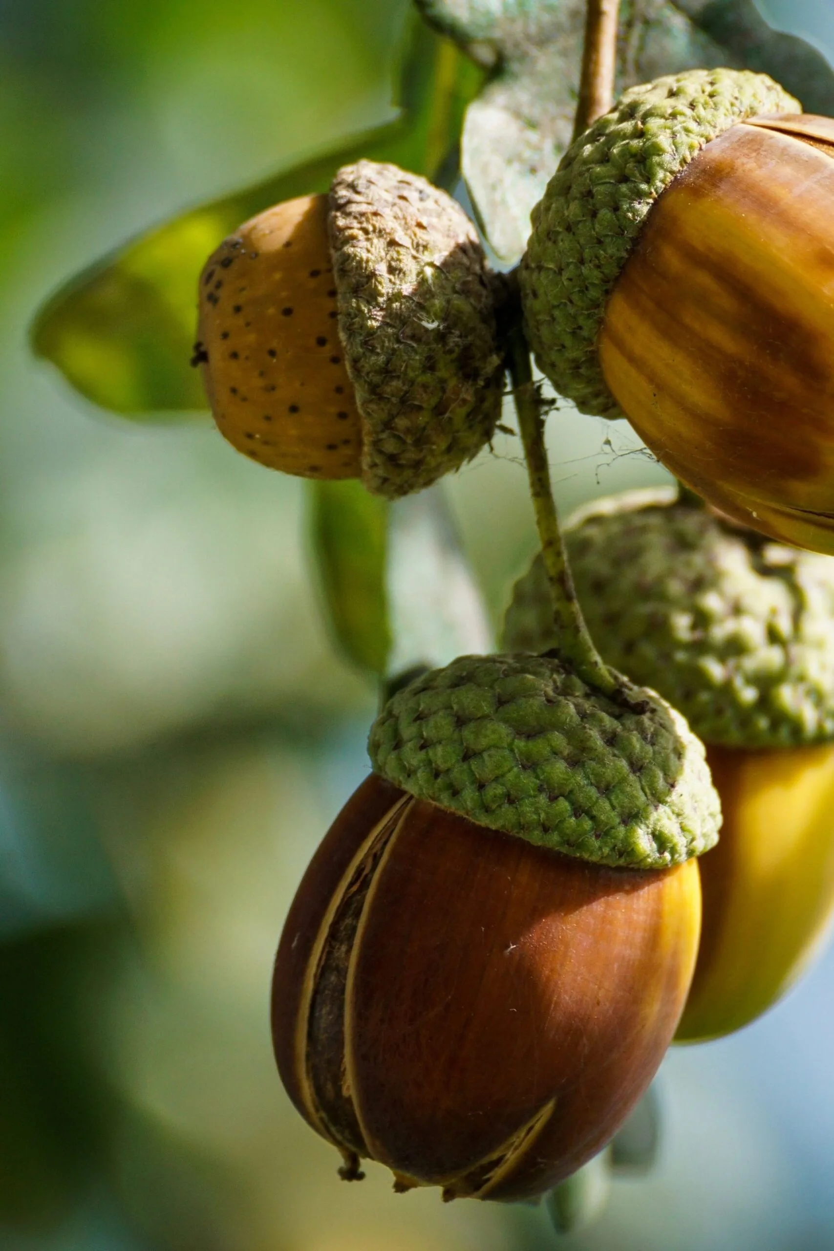 English Oak: how to grow this hardwood tree at home