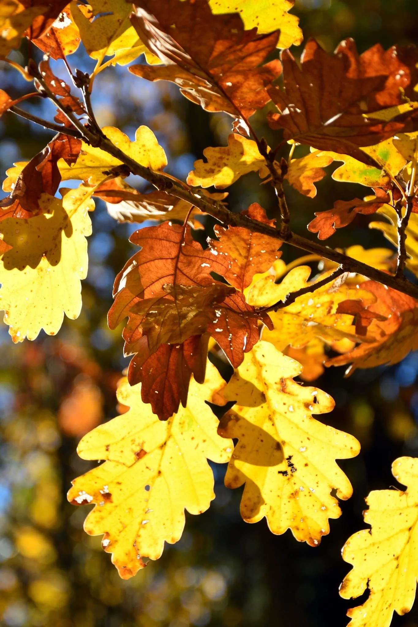English Oak: how to grow this hardwood tree at home
