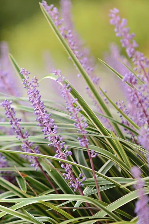 Garden Borders: How To Choose The Best Edging Plants