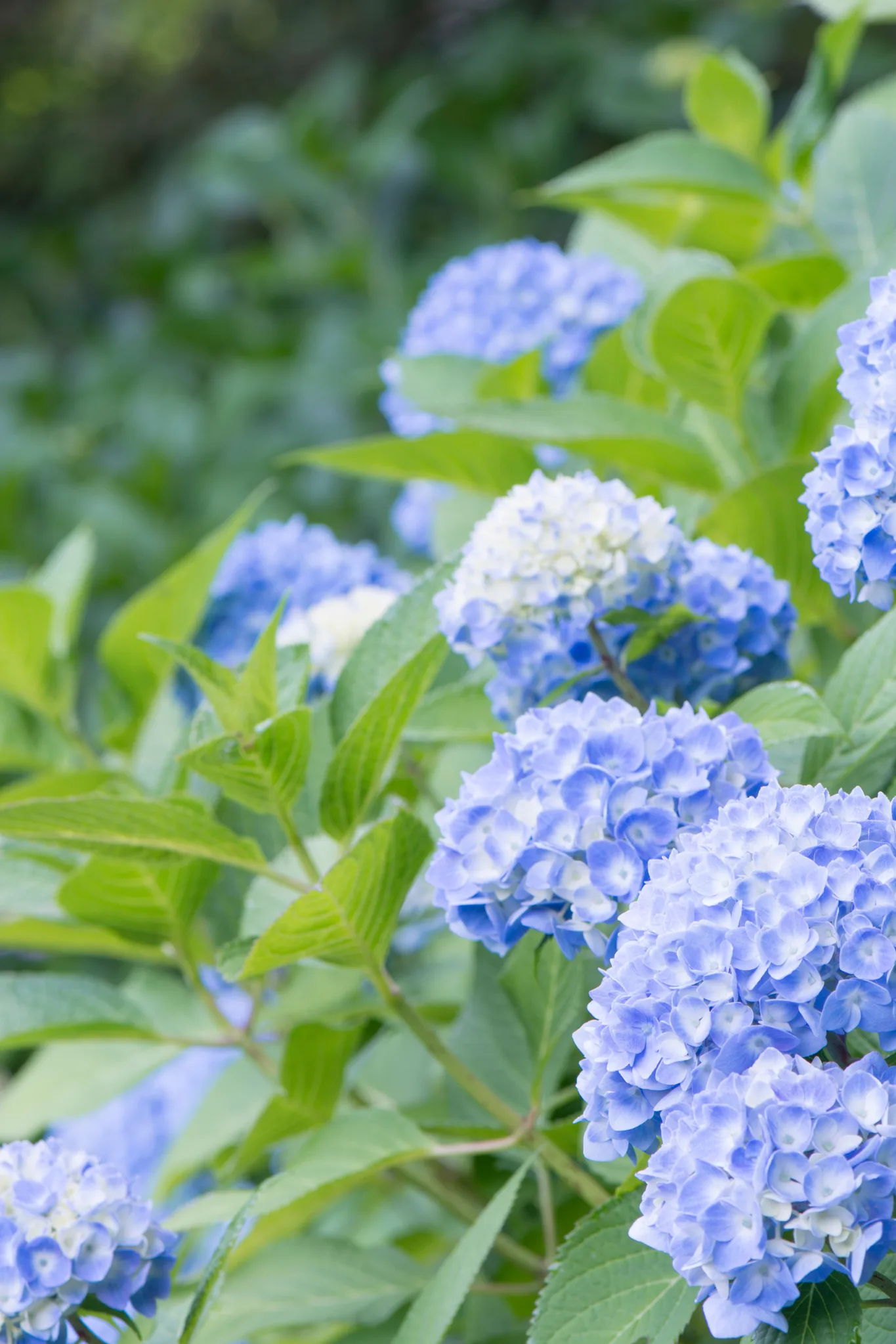 5 new hydrangea varieties to grow in your garden