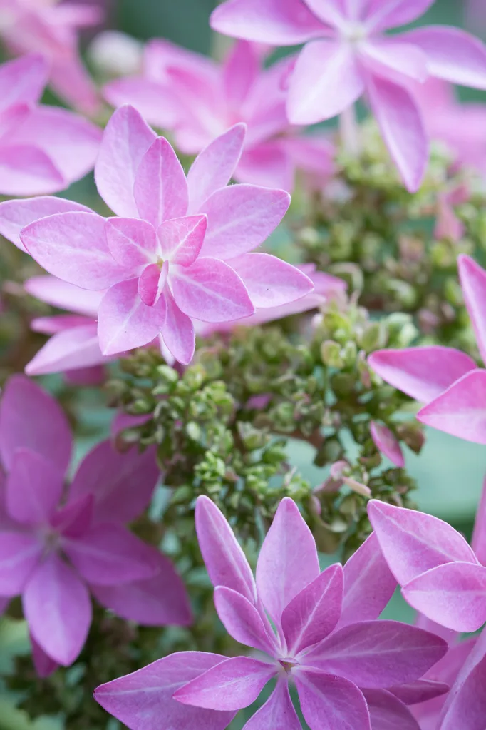 5 new hydrangea varieties to grow in your garden