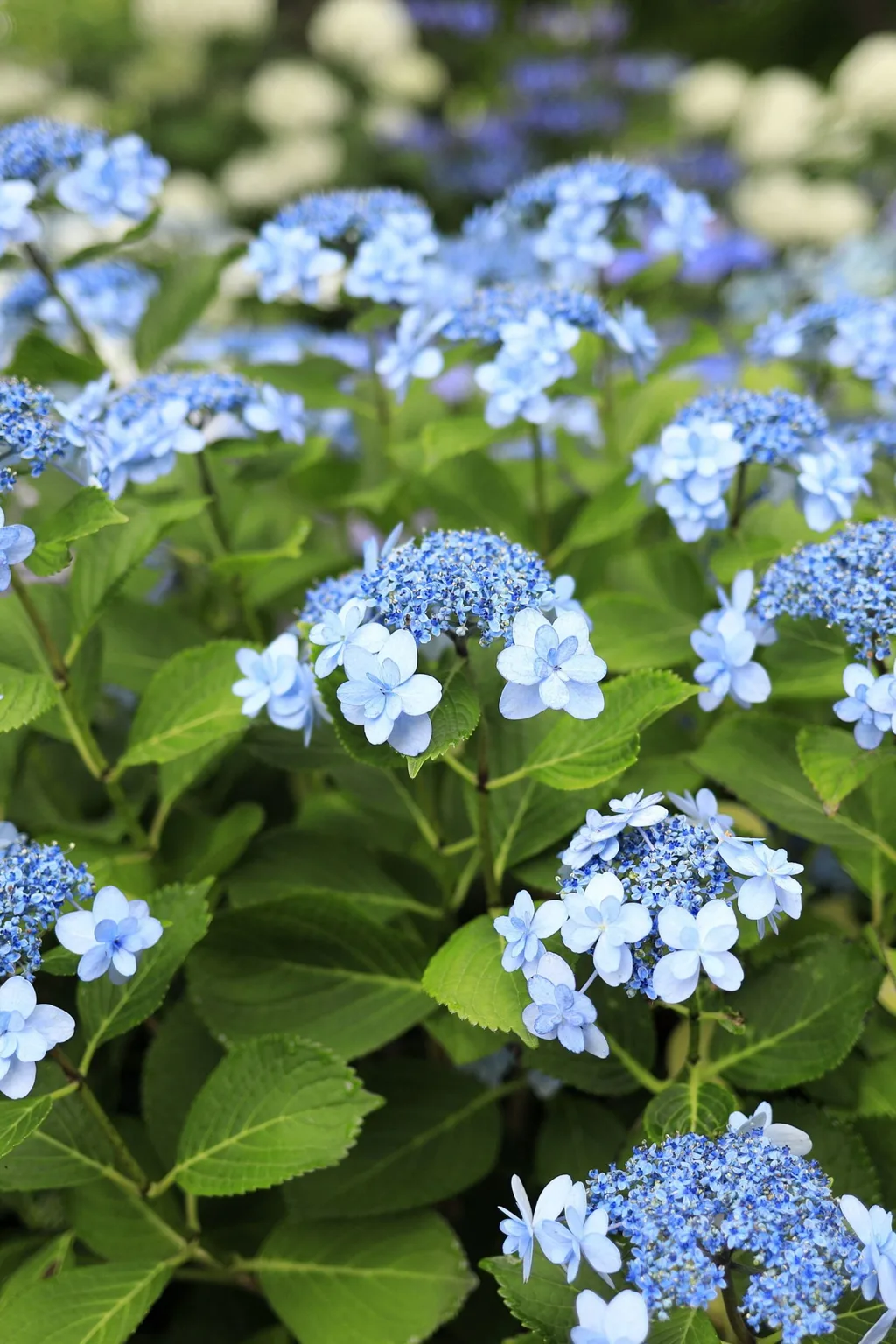 5 new hydrangea varieties to grow in your garden